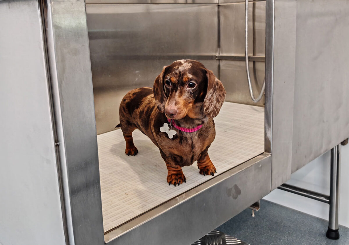 Pet Grooming Pod | Smartpod